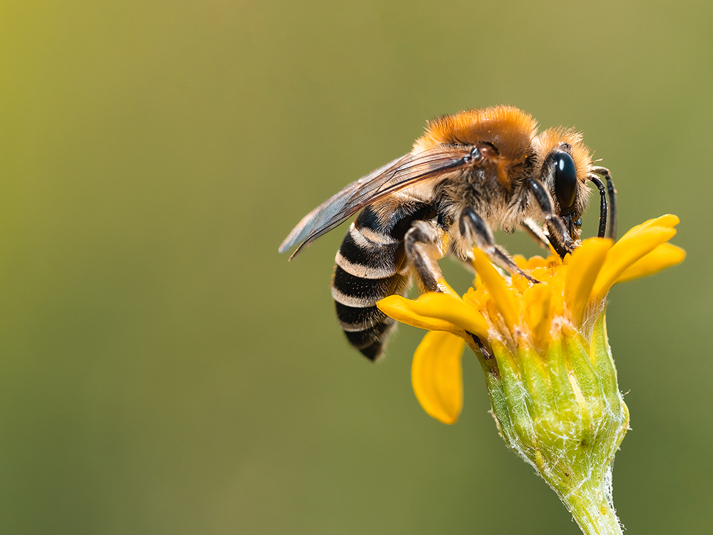 What to do about a bee sting - Flourish